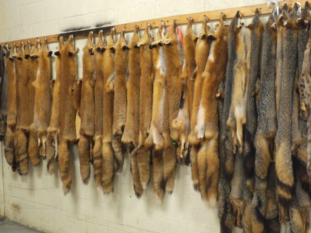 Keystone Fur Dressing – Pennsylvania Tannery